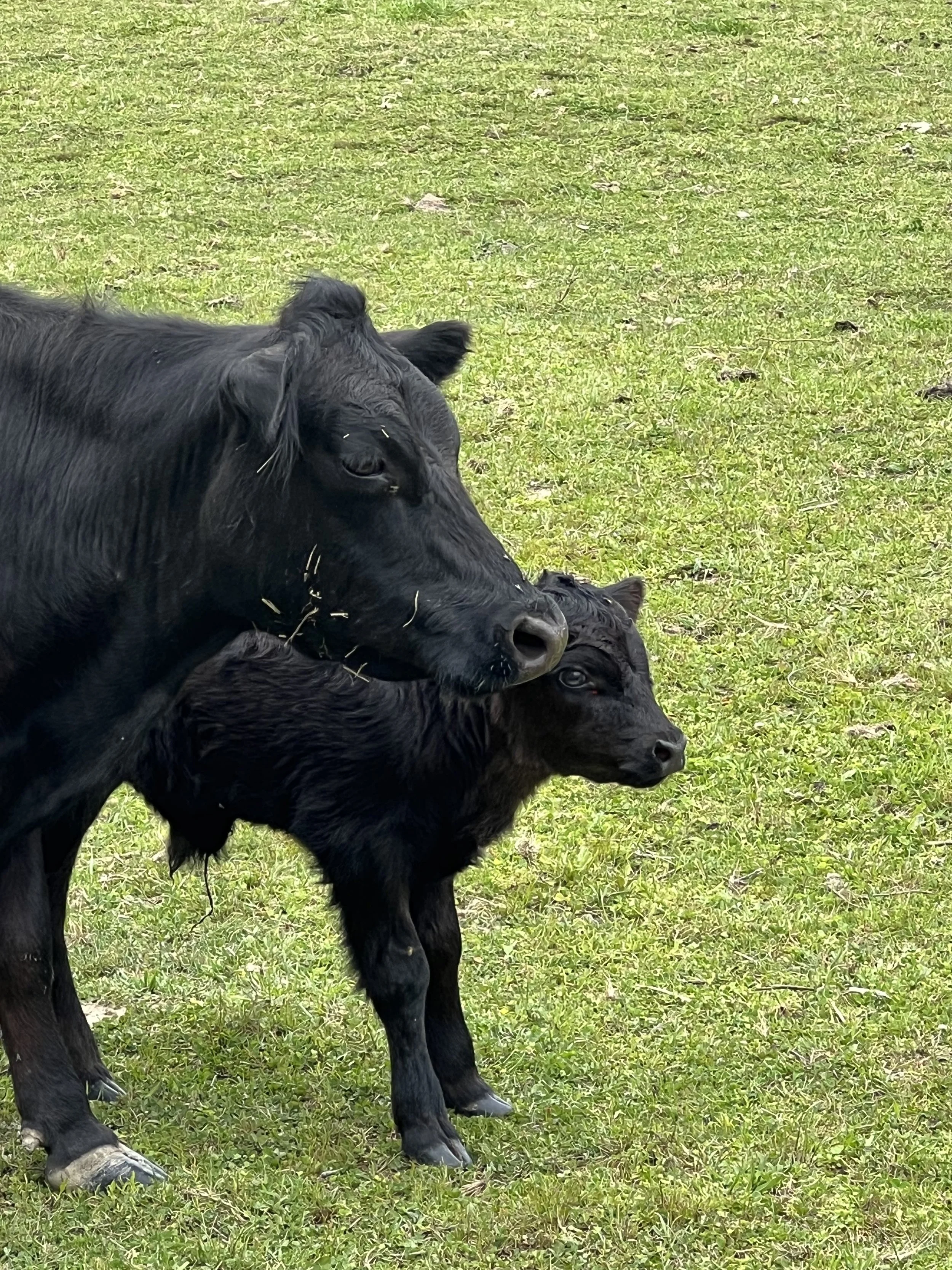 Farm Residents — Red Haven Farm