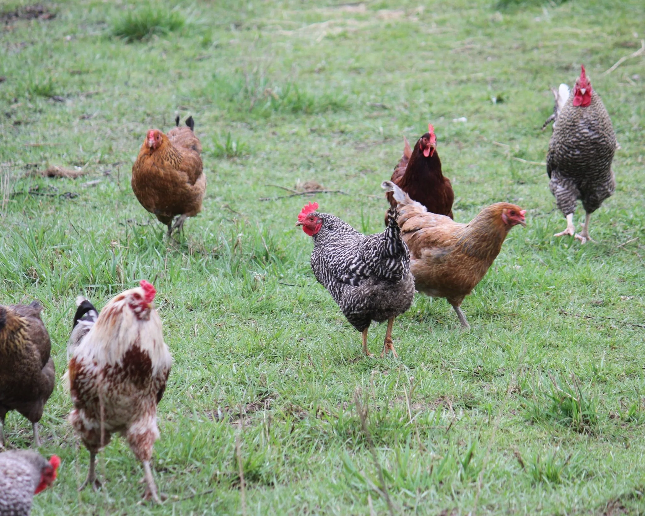 Farm Residents — Red Haven Farm