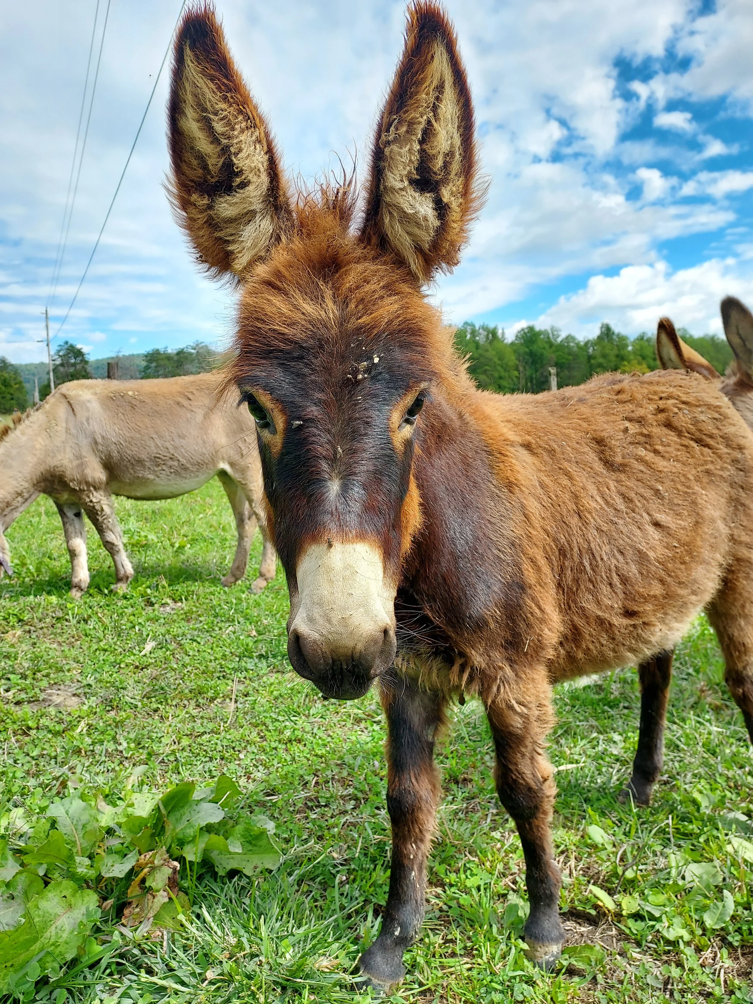 Farm Residents — Red Haven Farm