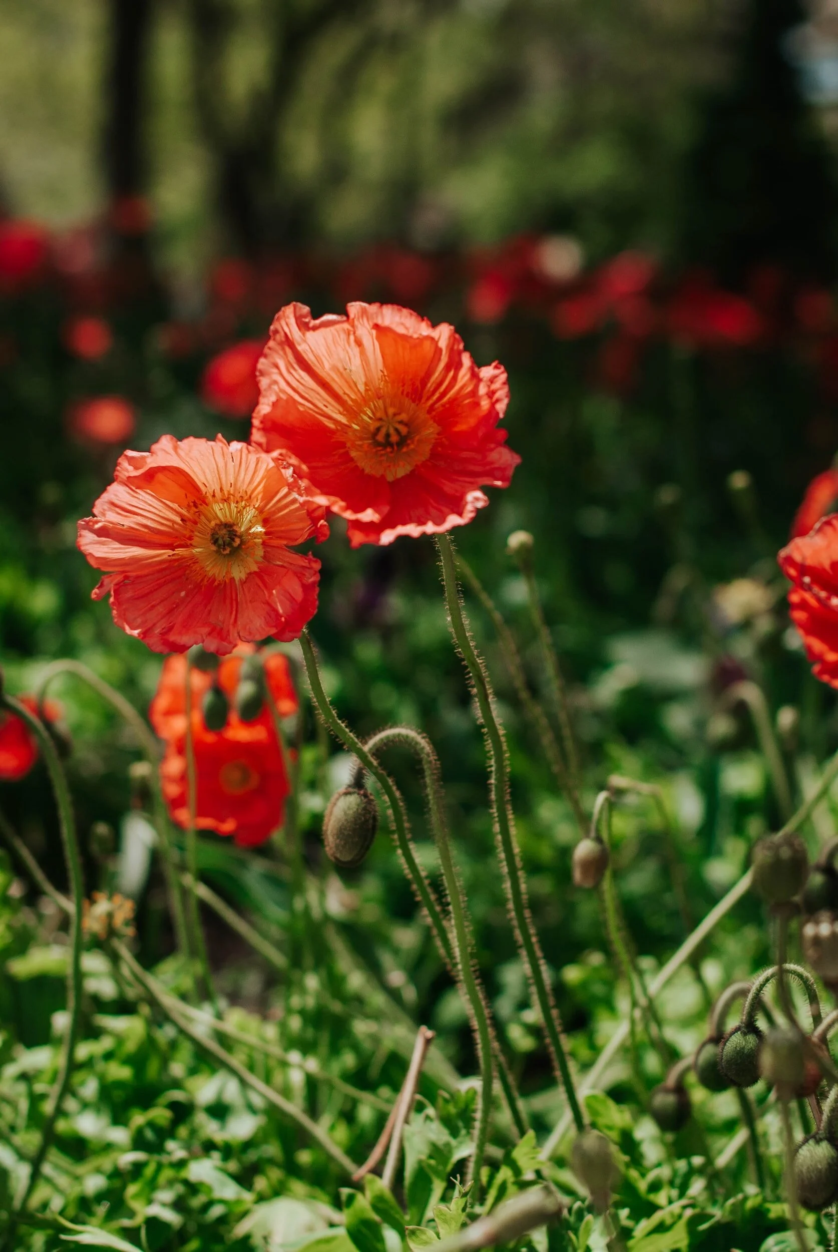 About — Silver Lining Studio