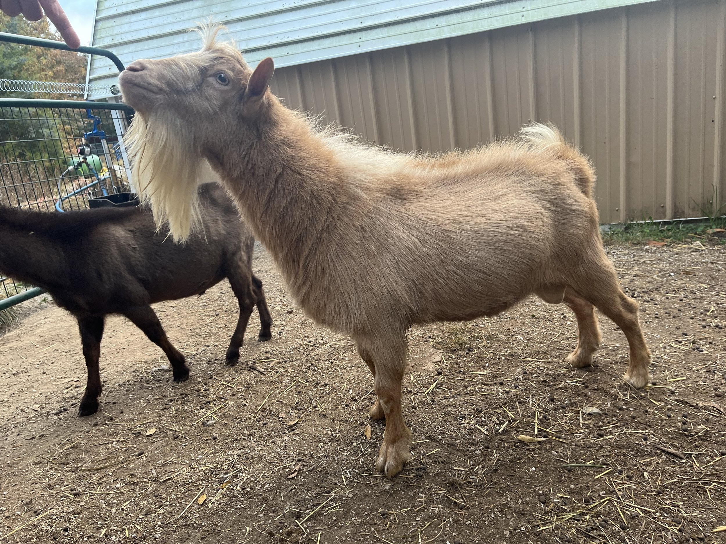 About 5 — Krazy-G-Goats