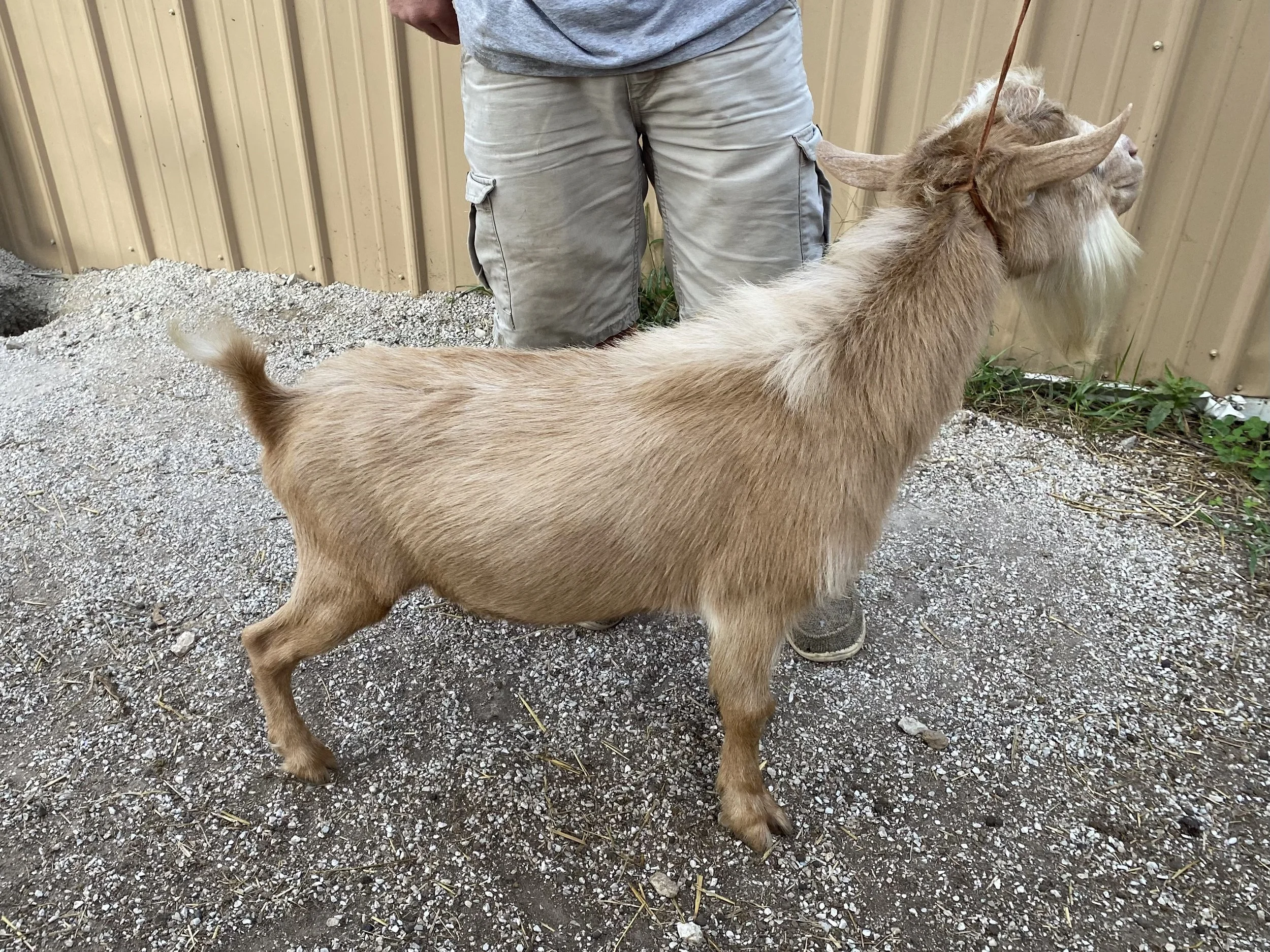 About 5 — Krazy-G-Goats