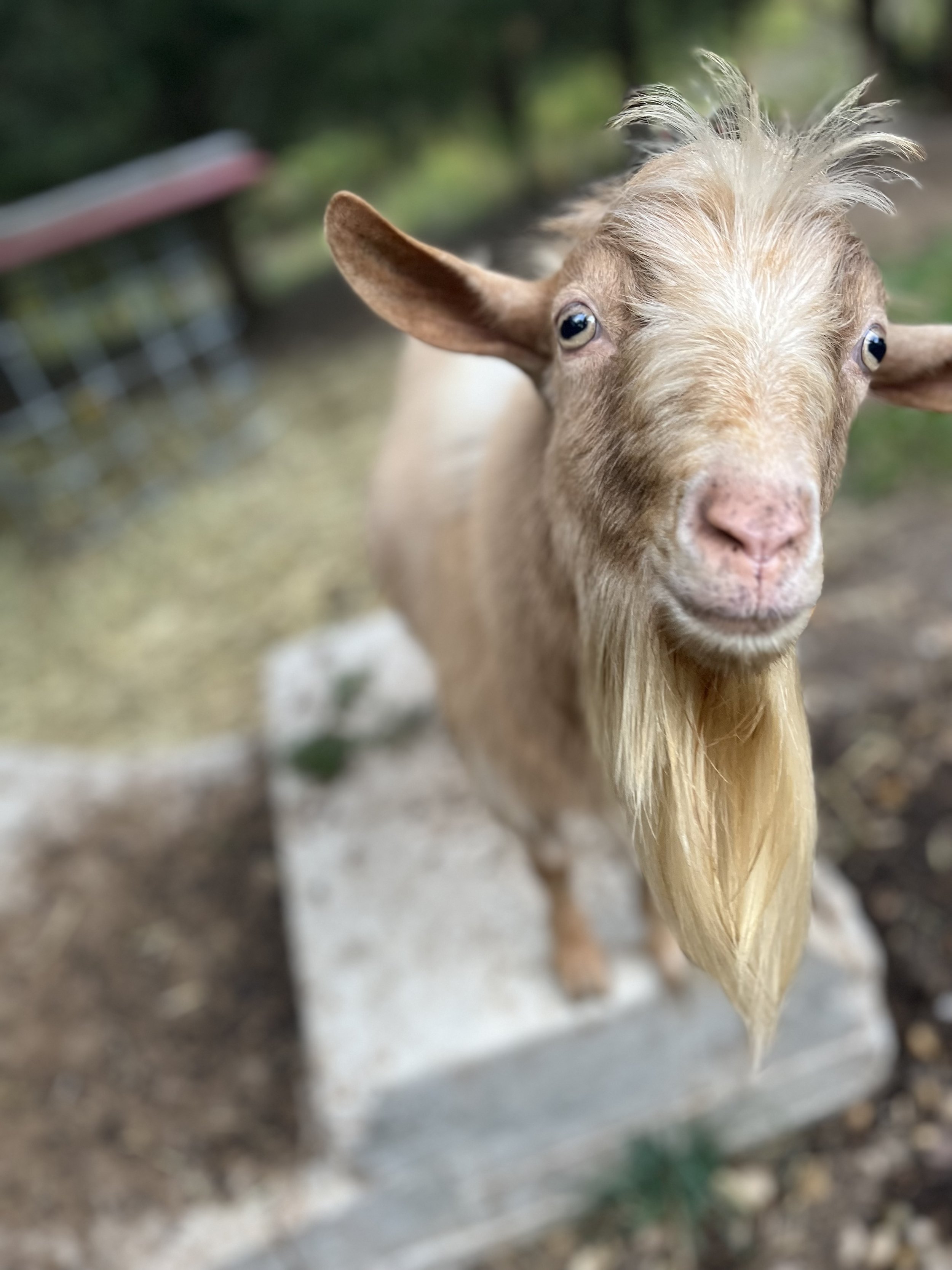 About 5 — Krazy-G-Goats