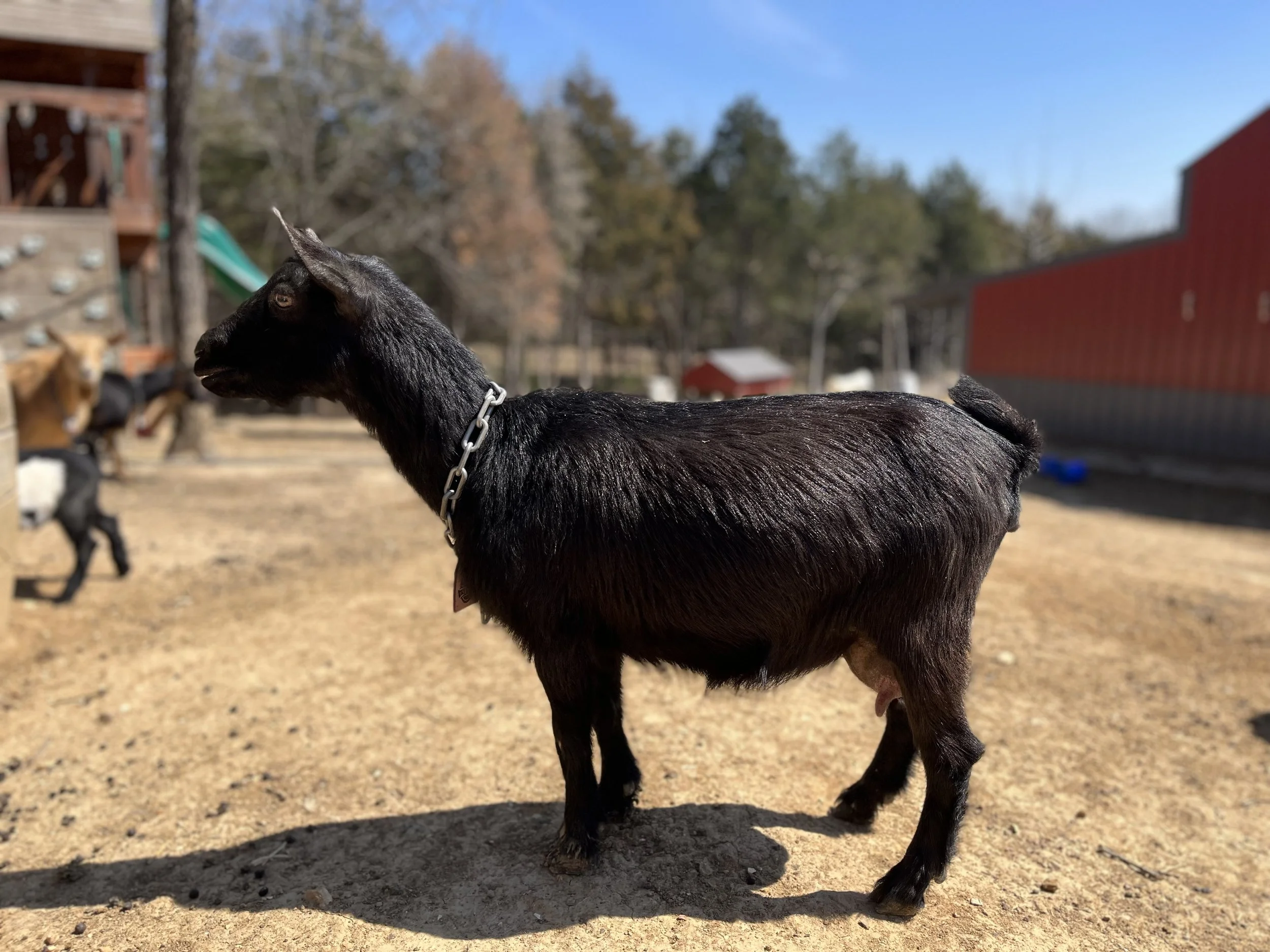 About 5 — Krazy-G-Goats