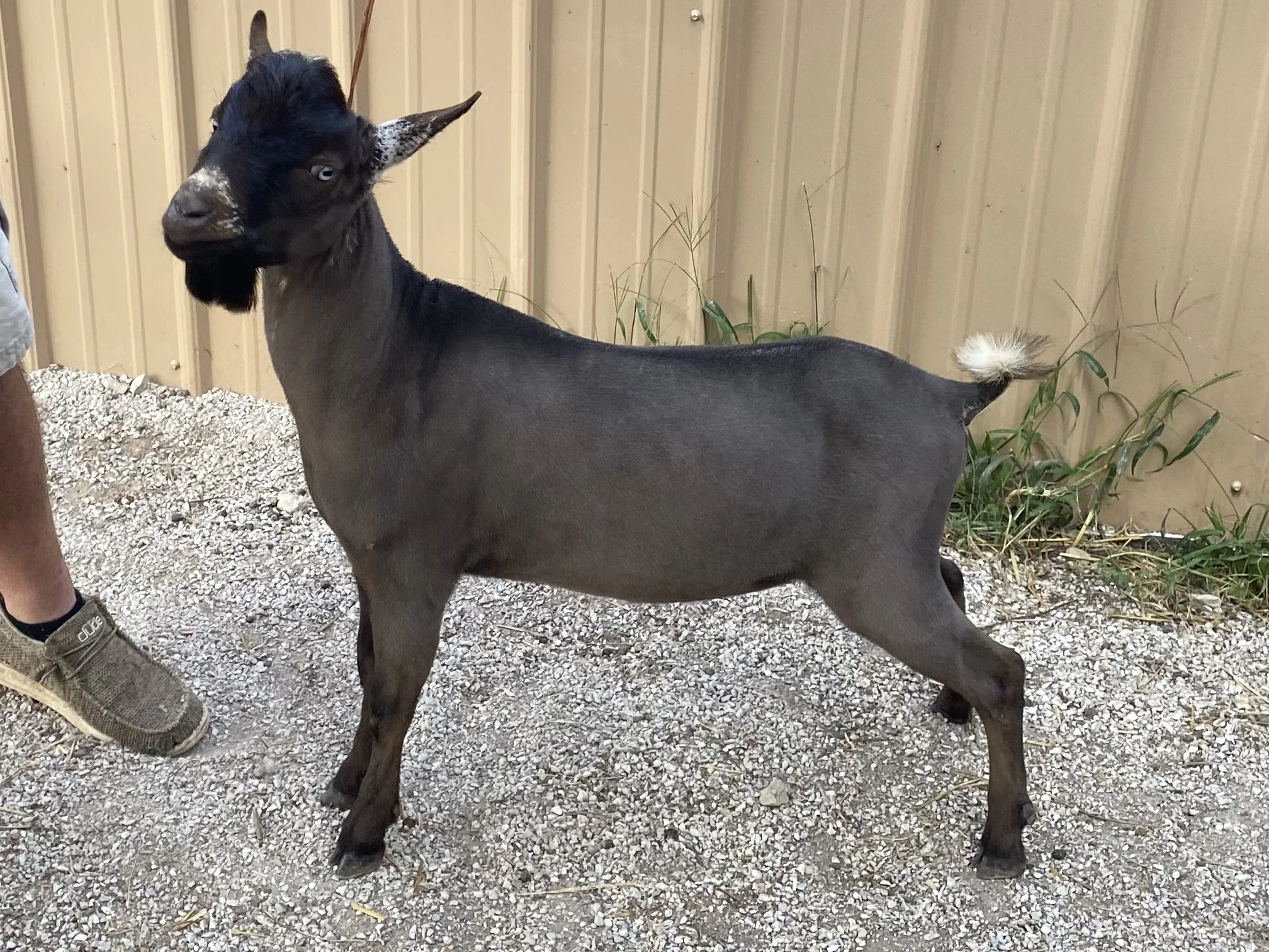 About 1 — Krazy-G-Goats