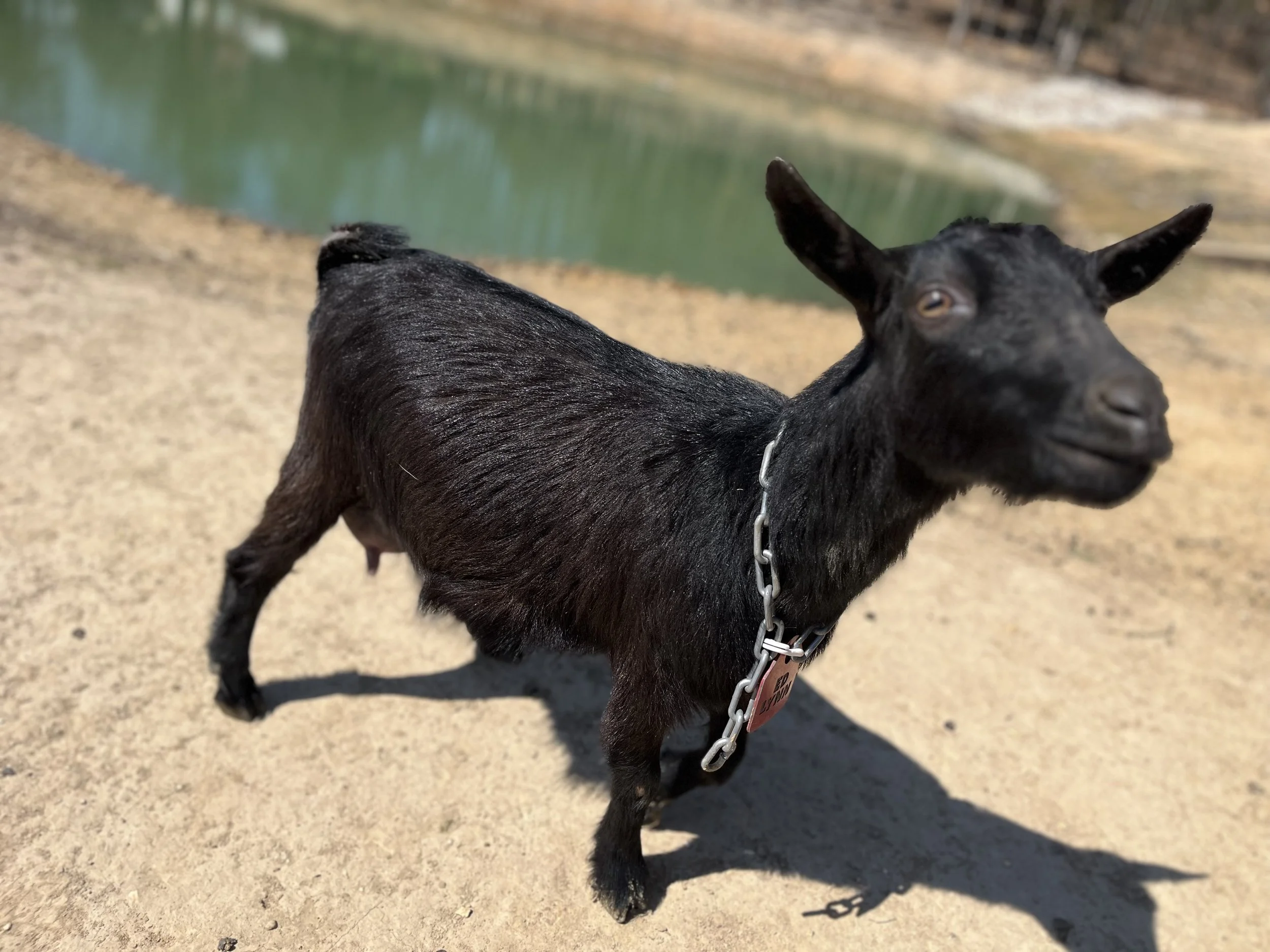 About 5 — Krazy-G-Goats