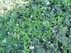 Virginia Buttonweed | King Green