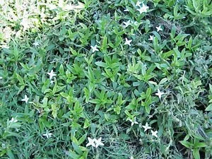 Virginia Buttonweed | King Green
