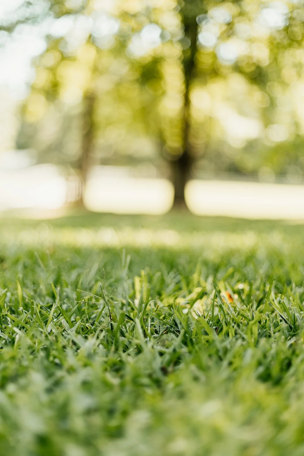 Start Your Journey Towards a Greener, Healthier Lawn in Kannapolis NC ...