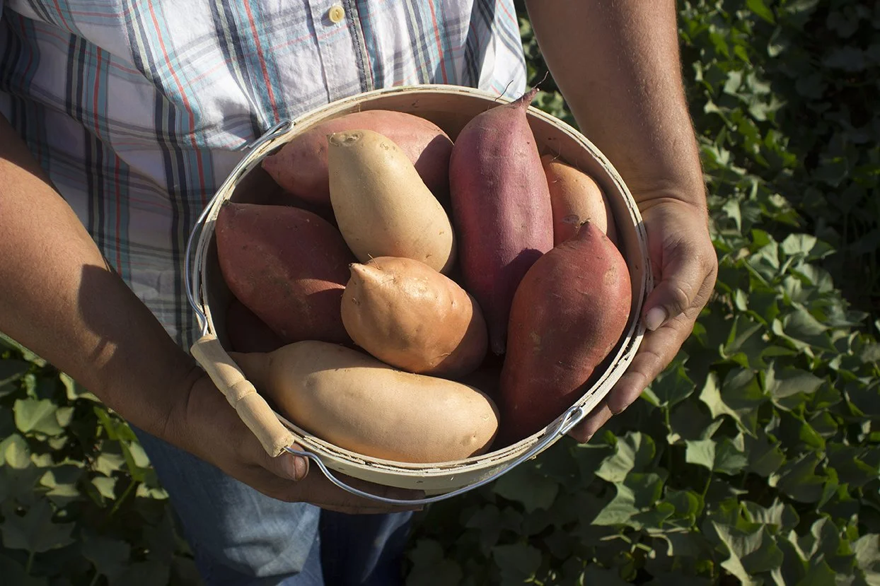 California Sweet Potato Growers
