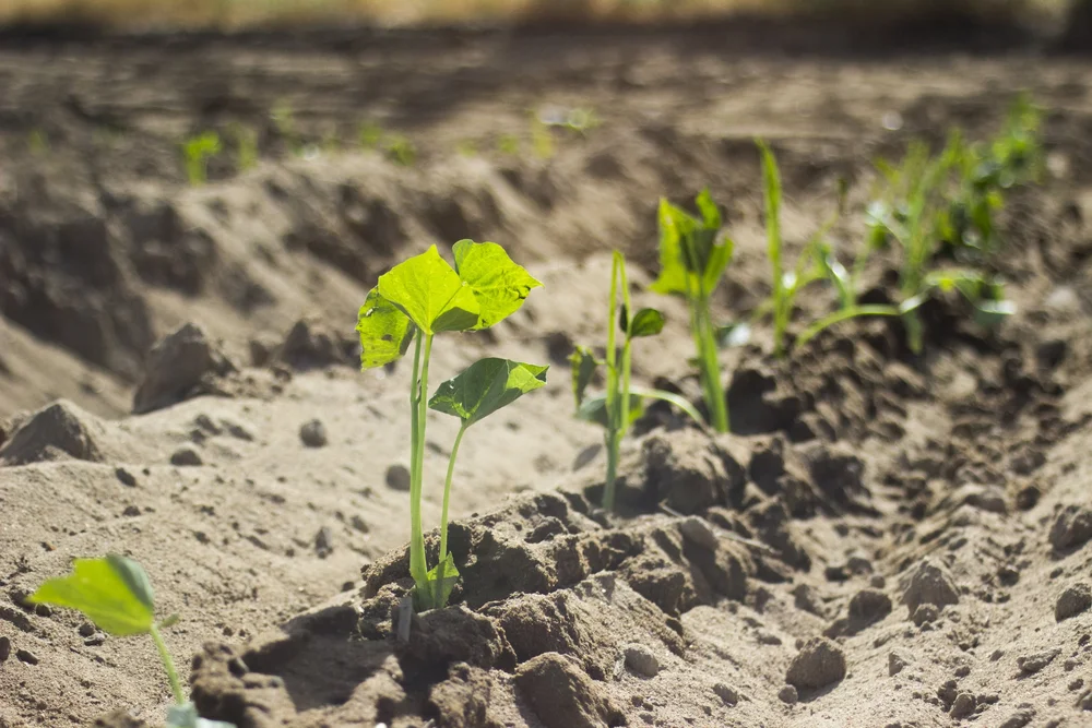 California Sweet Potato Growers