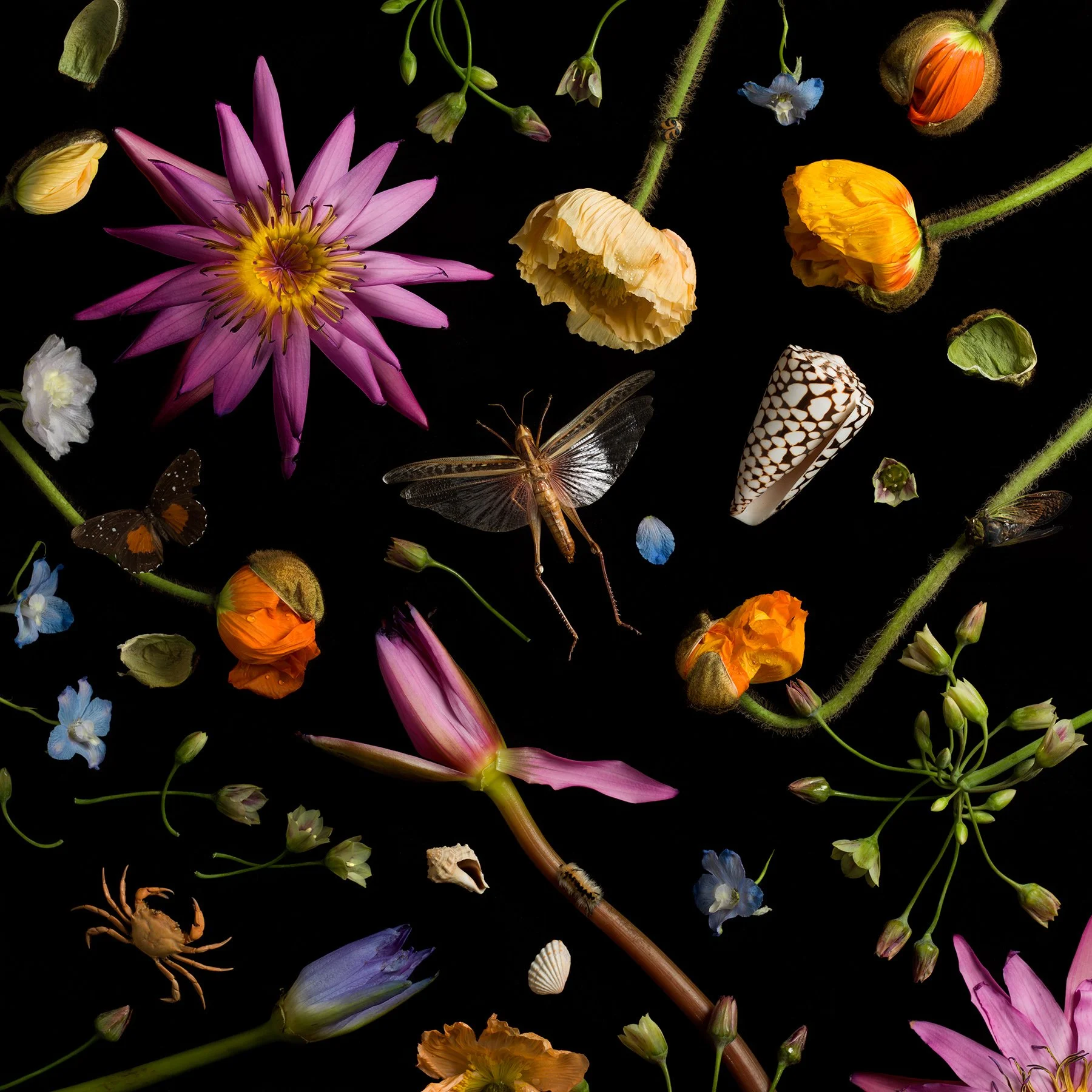 Botanicals — Paulette Tavormina