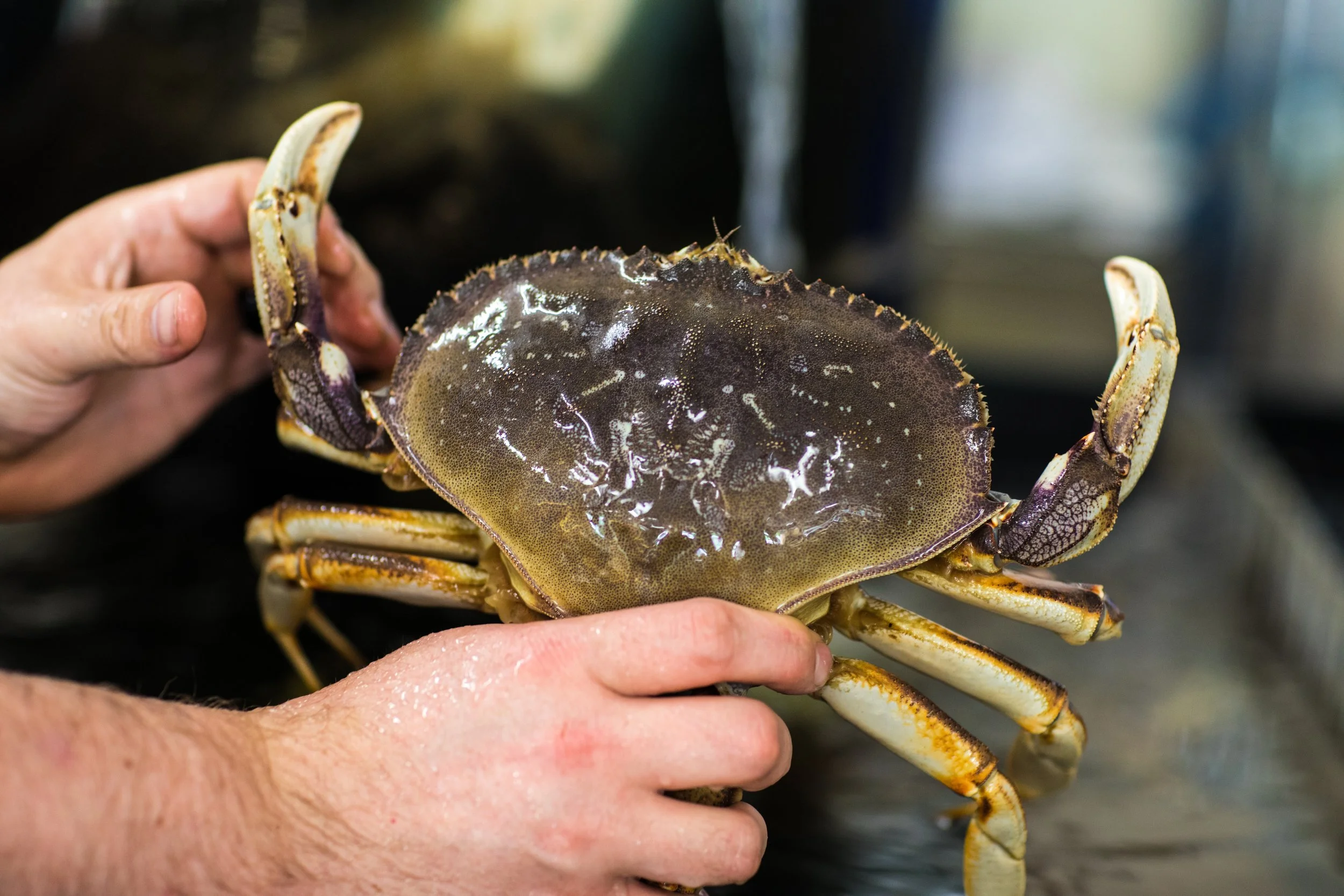 Where to Eat — Oak Bay