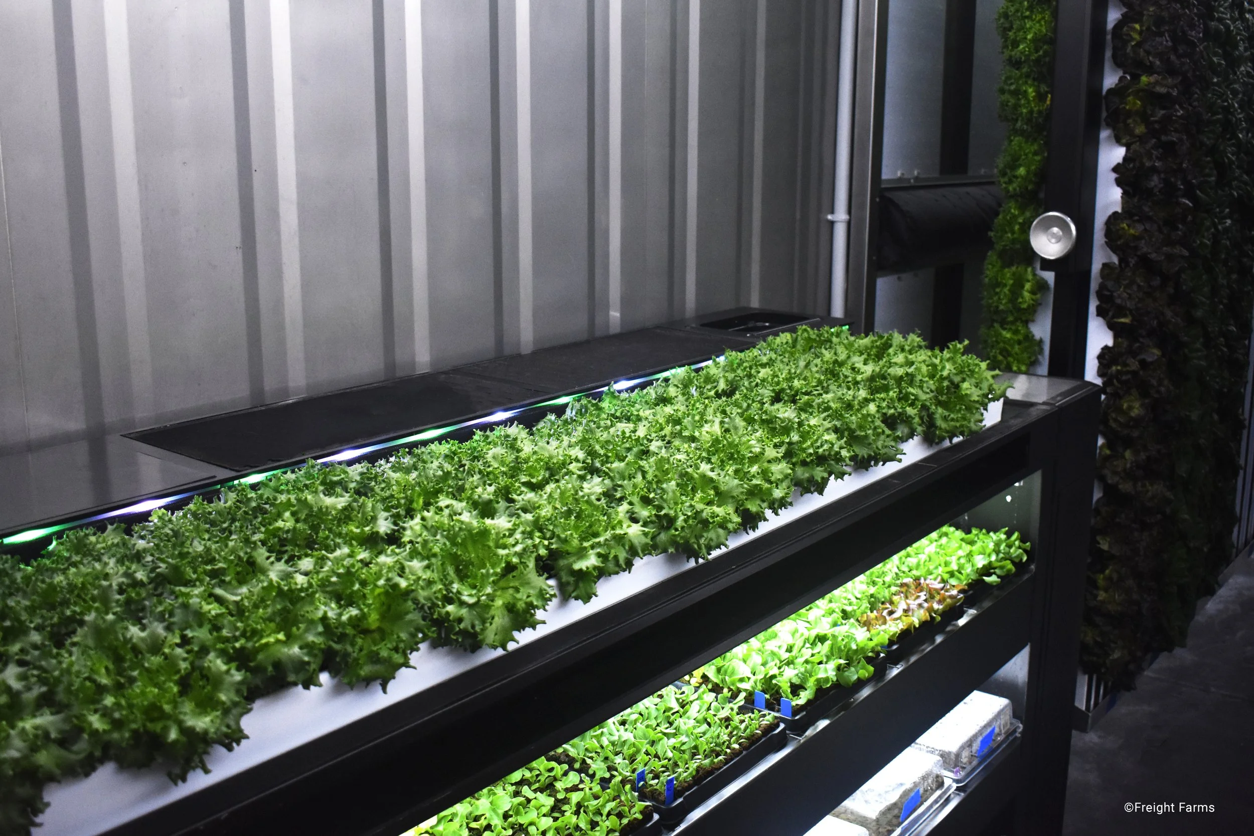 Products | Fresh Produce | Microgreens — The Farm Powered by VOA