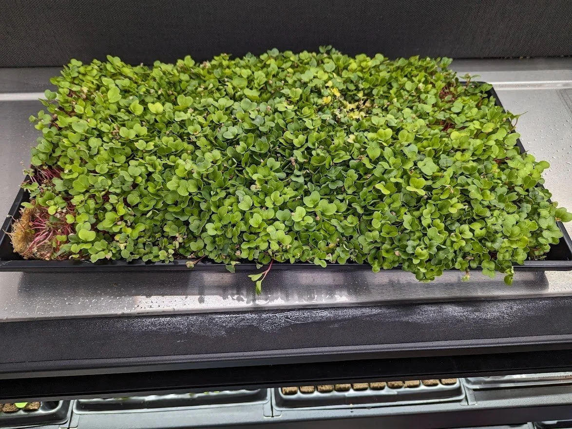Products | Fresh Produce | Microgreens — The Farm Powered by VOA