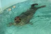 Get an inside look at the New York Marine Rescue Center in Riverhead as ...