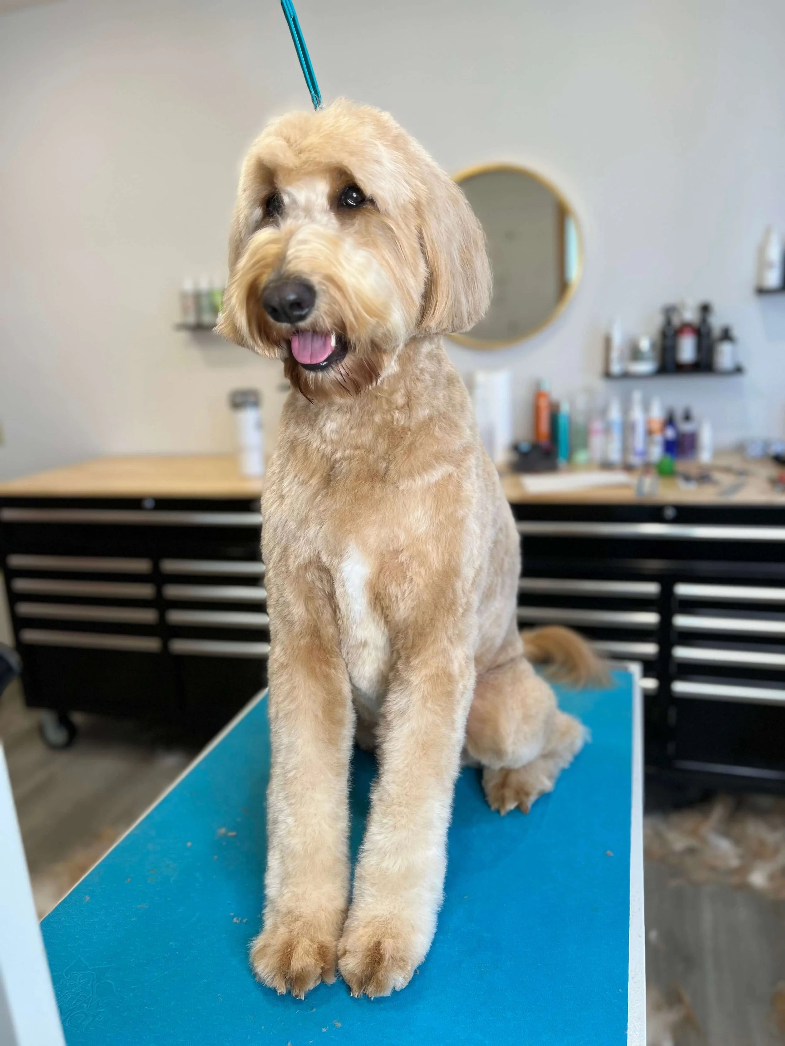 About — Blossom Pet Salon