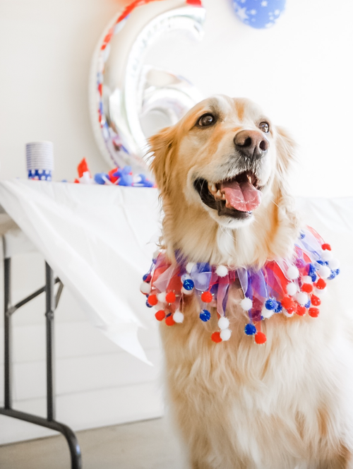 10 Themes For A Dog Birthday Party — a party that pops