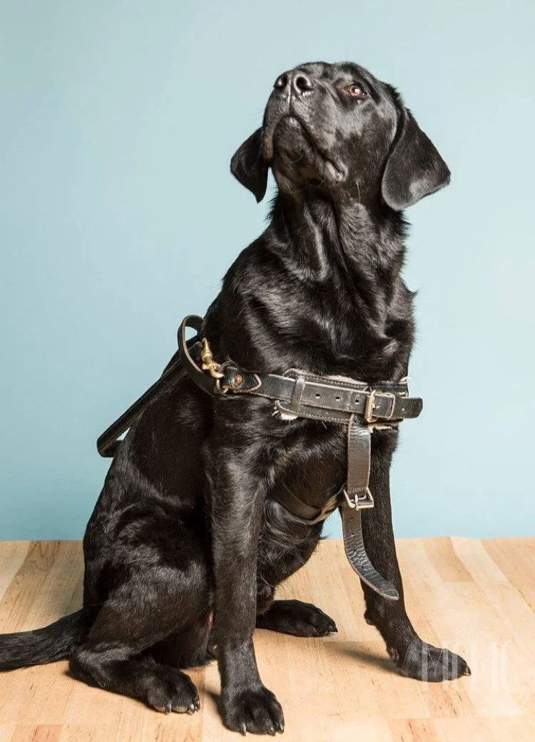 Owner-Trained Service Dog Resources — Saragold Kennels - Magic Valley