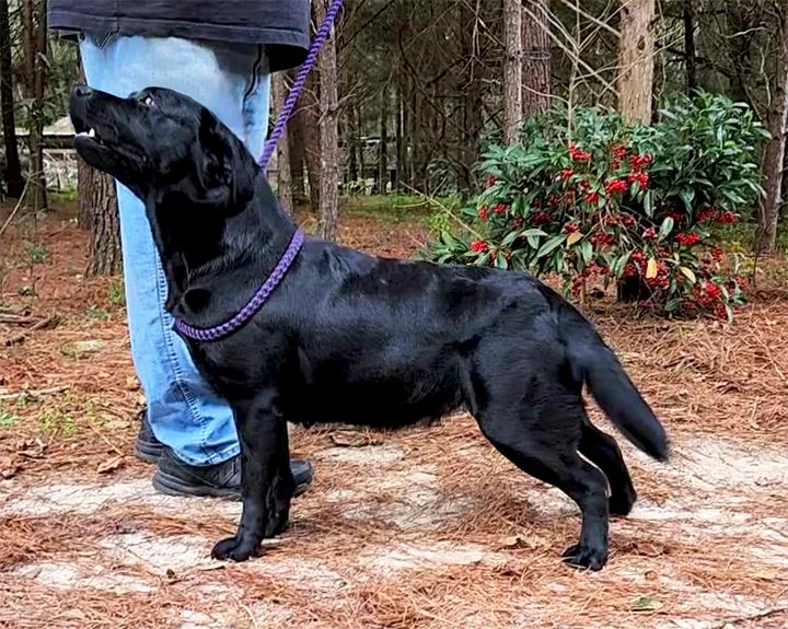 Our Females — SUPERNOVA ENGLISH LABRADORS