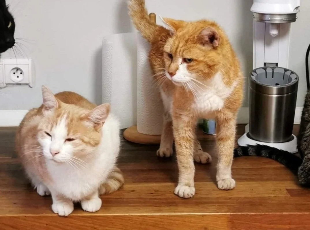 Foster — Mississauga Humane Society
