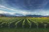 Cirro Wines | Marlborough, New Zealand