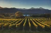 Cirro Wines | Marlborough, New Zealand