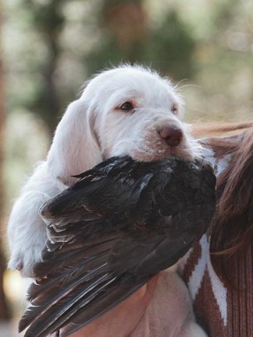 Find a Puppy Detail Page — Spinone Club of America
