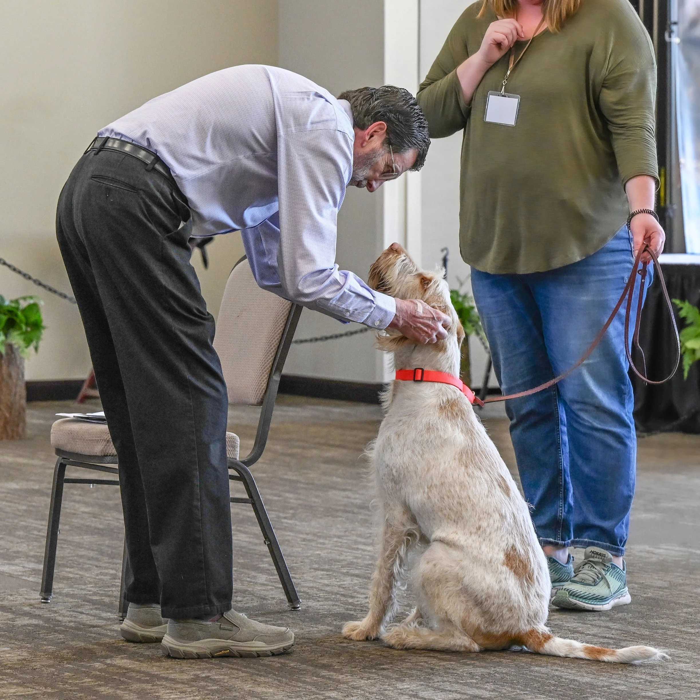 ACTIVITIES — Spinone Club of America