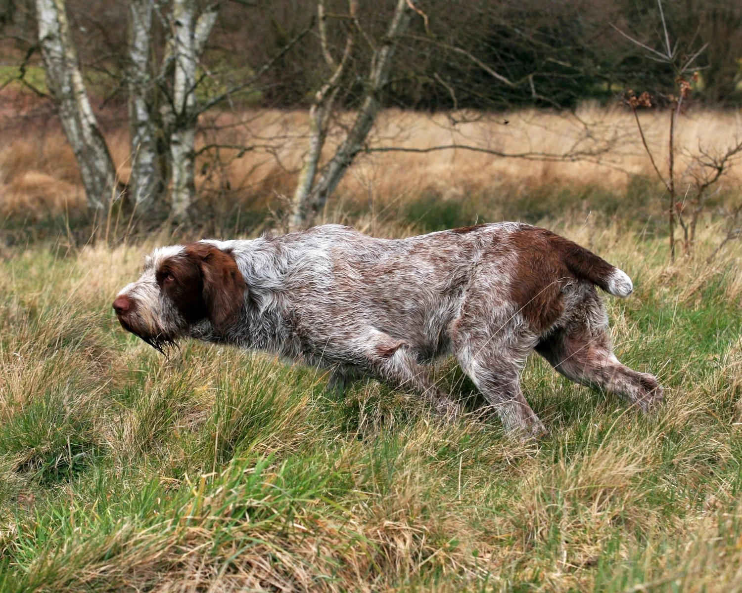 Judging the Spinone — Spinone Club of America