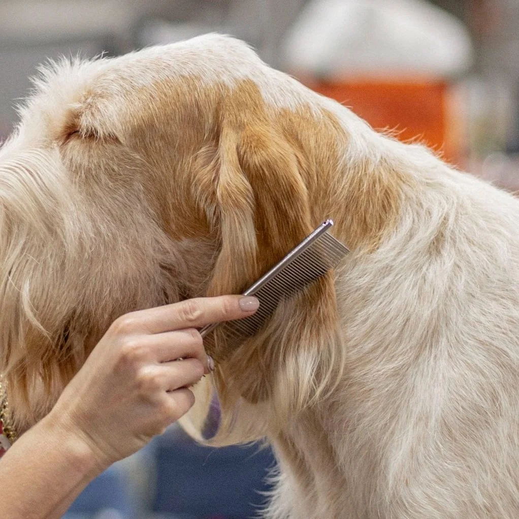 ABOUT SPINONI — Spinone Club of America