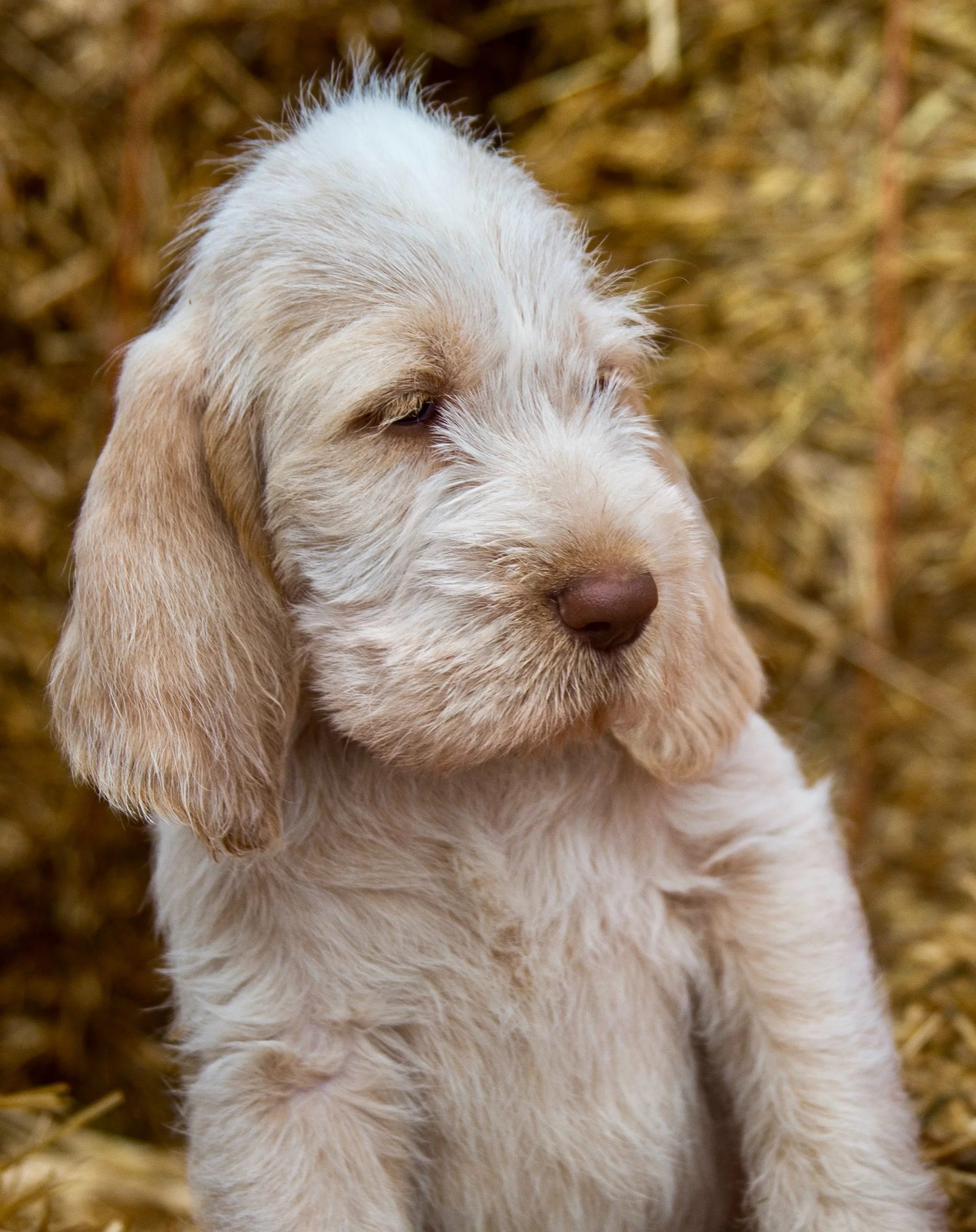Find a Puppy Detail Page — Spinone Club of America