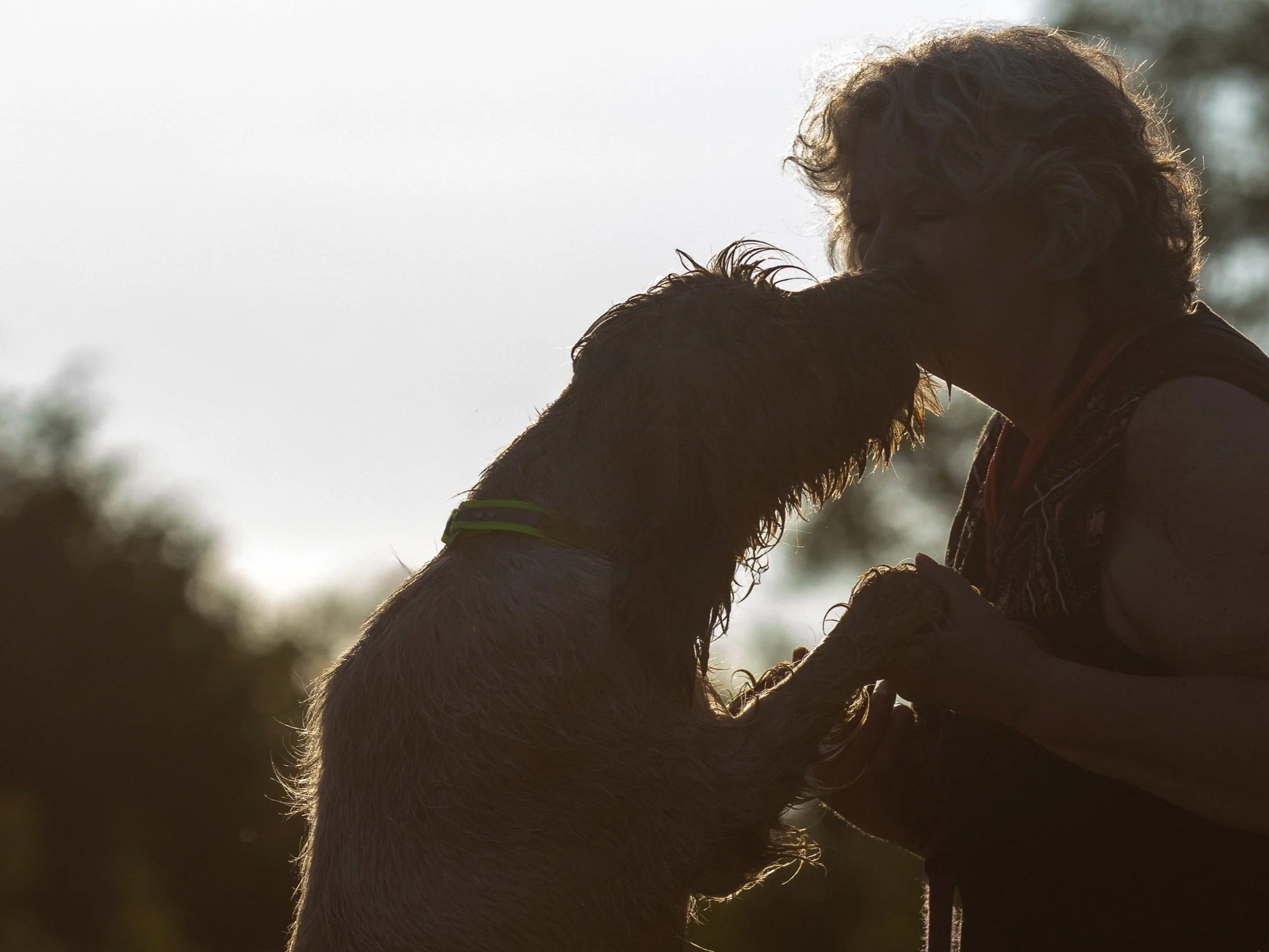 ABOUT SPINONI — Spinone Club of America