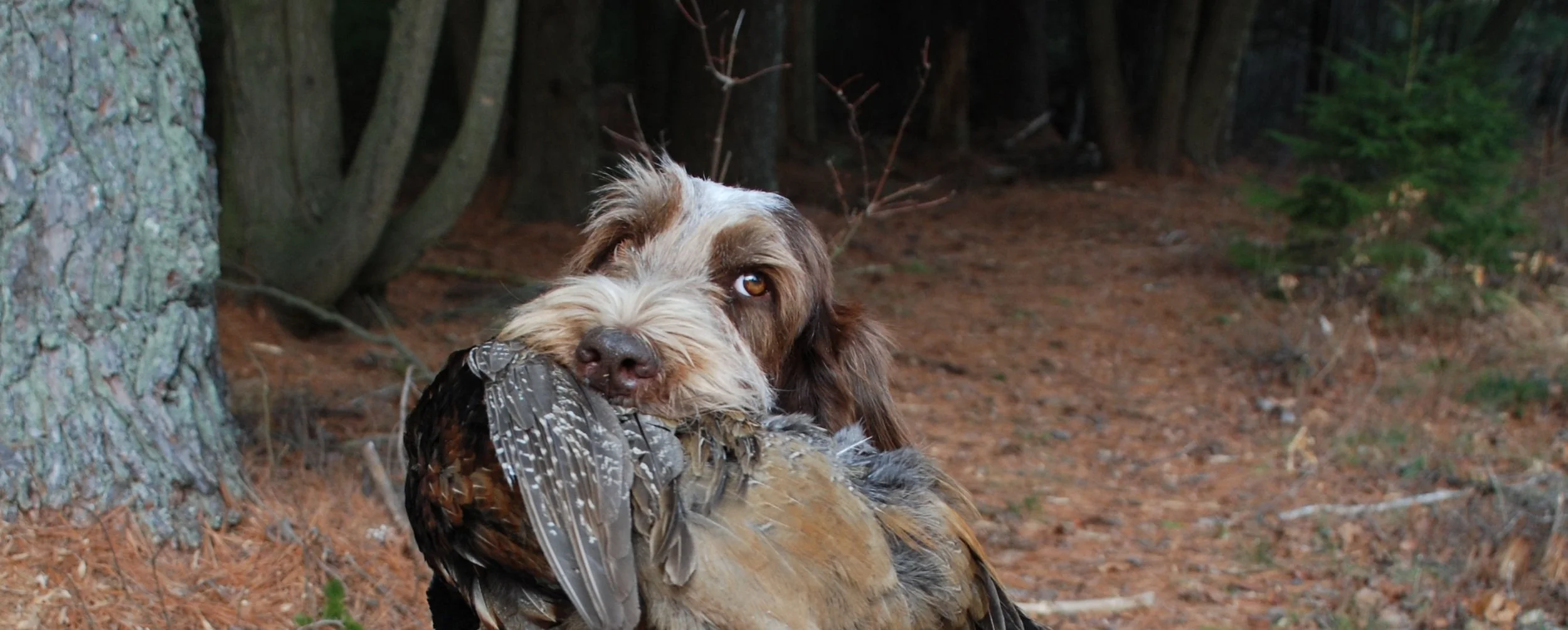 ABOUT SPINONI — Spinone Club of America
