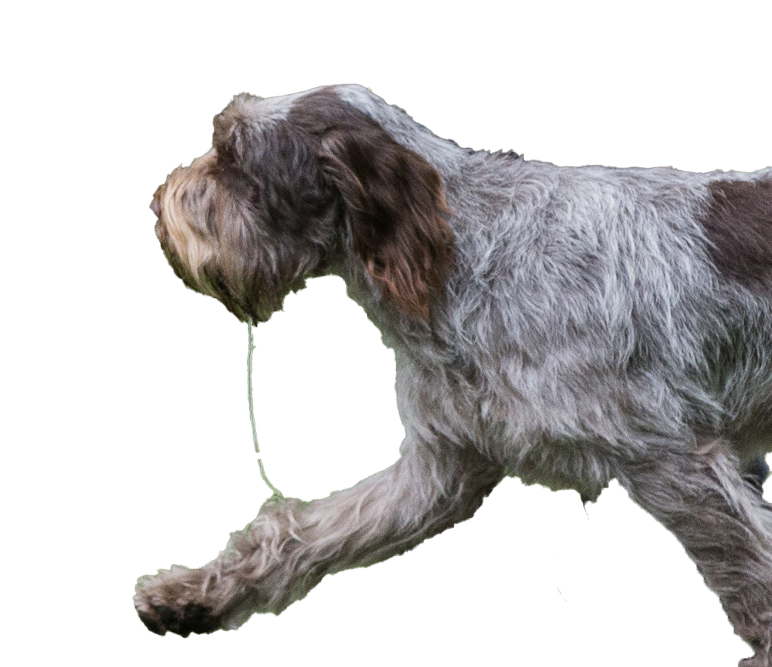 ABOUT SPINONI — Spinone Club of America