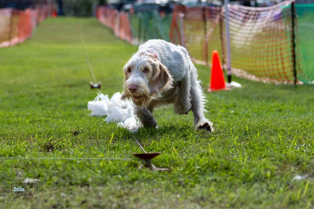 ACTIVITIES — Spinone Club of America