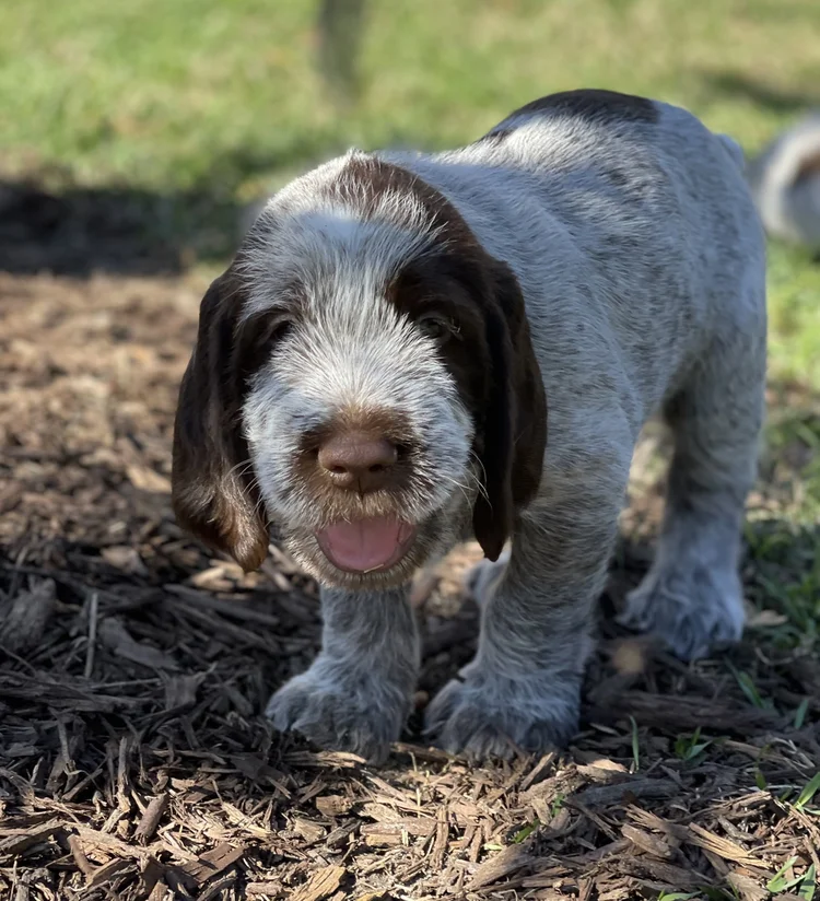 Find a Puppy Detail Page — Spinone Club of America