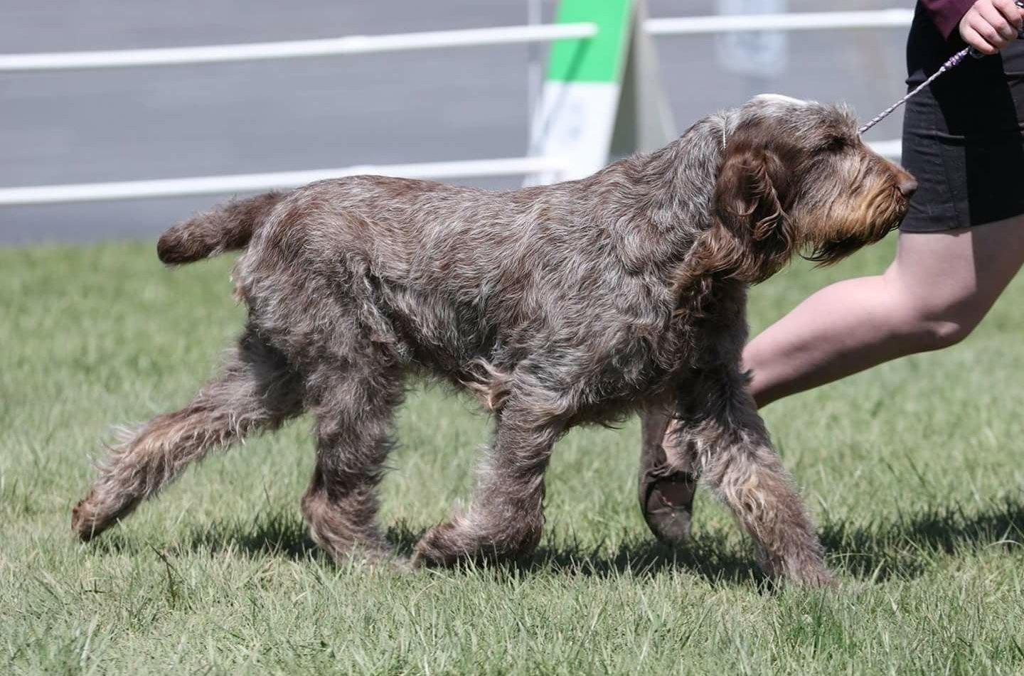 ACTIVITIES — Spinone Club of America