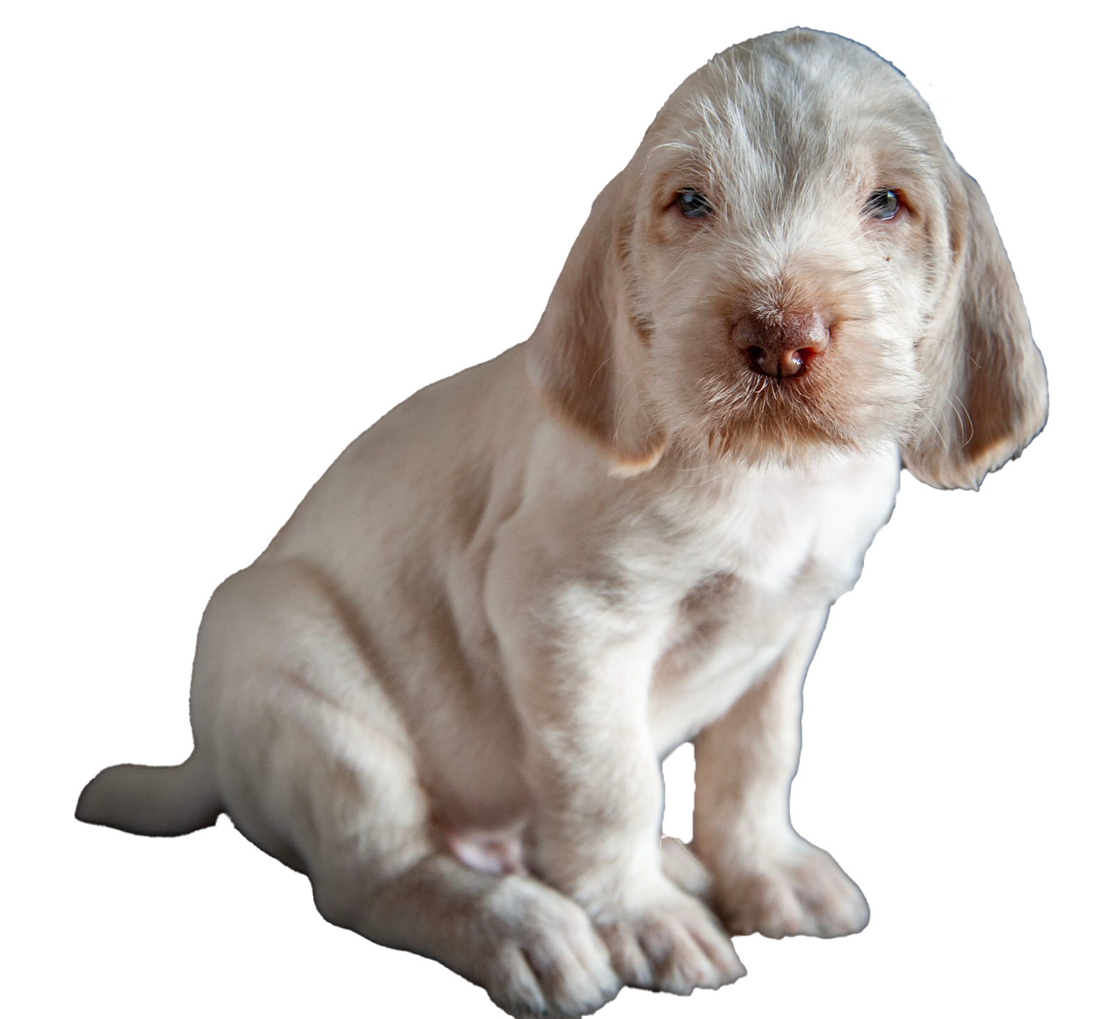 Find a Puppy Detail Page — Spinone Club of America