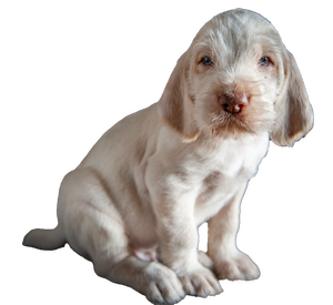 Find a Puppy Detail Page — Spinone Club of America