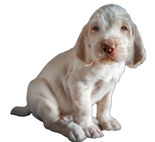 Find a Puppy Detail Page — Spinone Club of America