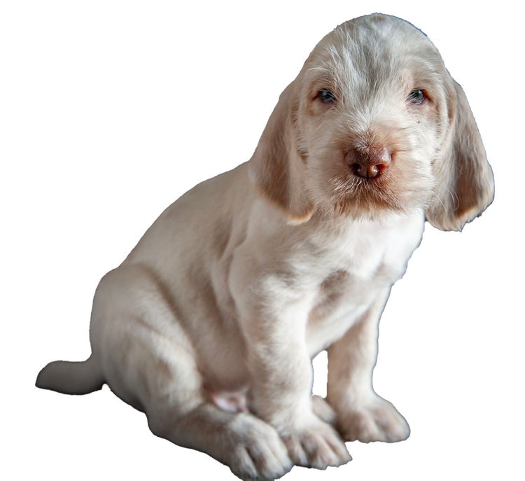 Find a Puppy Detail Page — Spinone Club of America