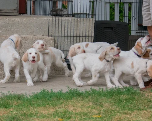 Find a Puppy Detail Page — Spinone Club of America
