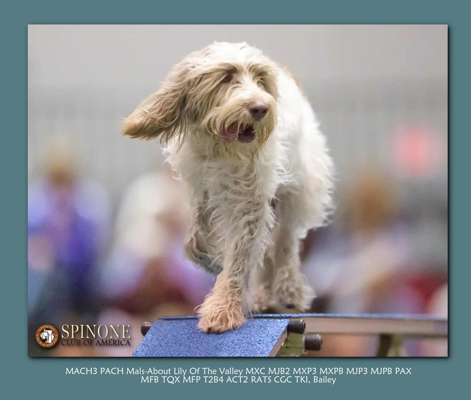 New Titles August 2025 — Spinone Club of America