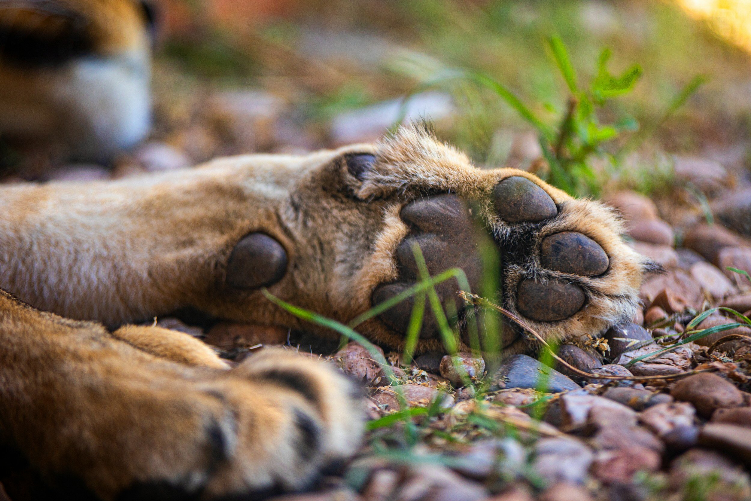 Lend A Paw | Get Involved with Our Rescue — Paws of Hope, Southwest ...