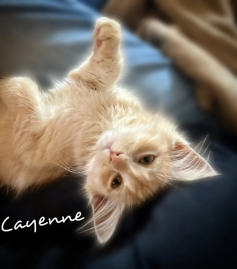 Paws of Hope, Southwest Michigan