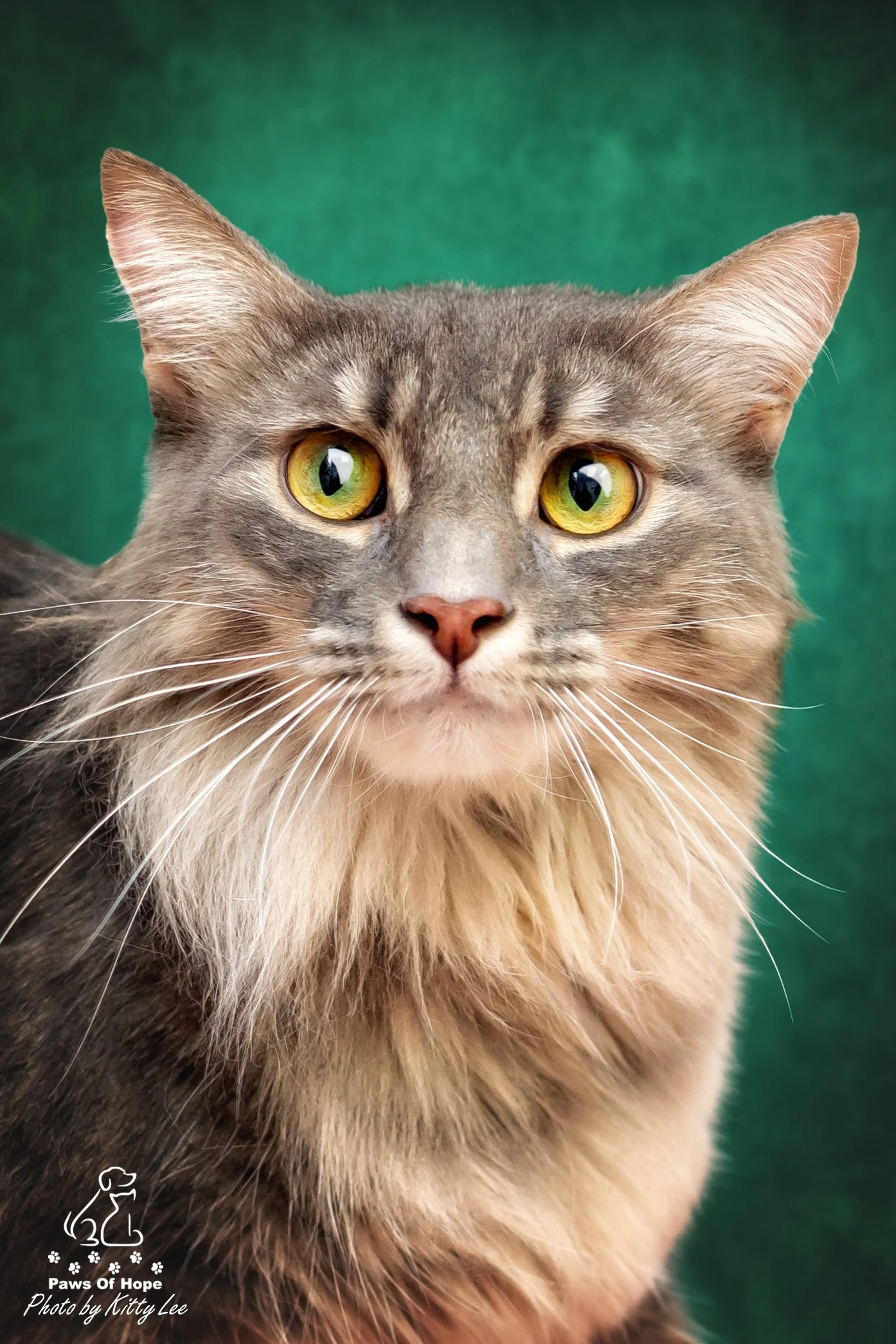 Paws of Hope, Southwest Michigan