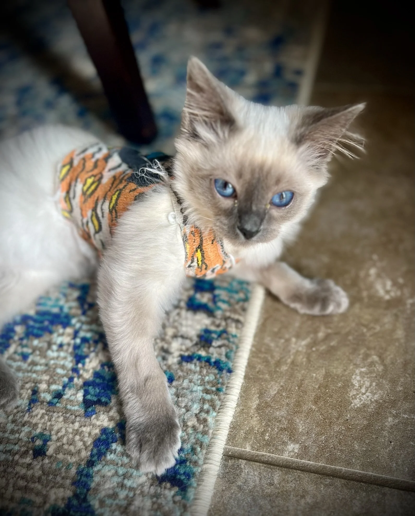 Paws of Hope, Southwest Michigan