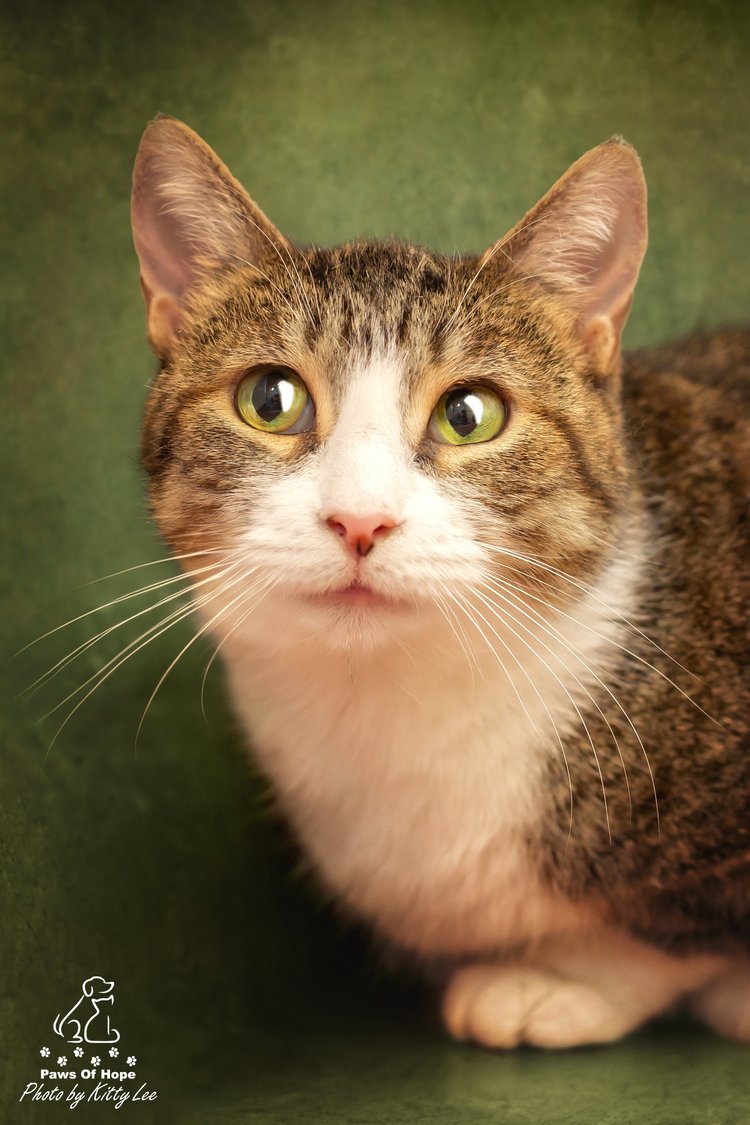 Paws of Hope, Southwest Michigan