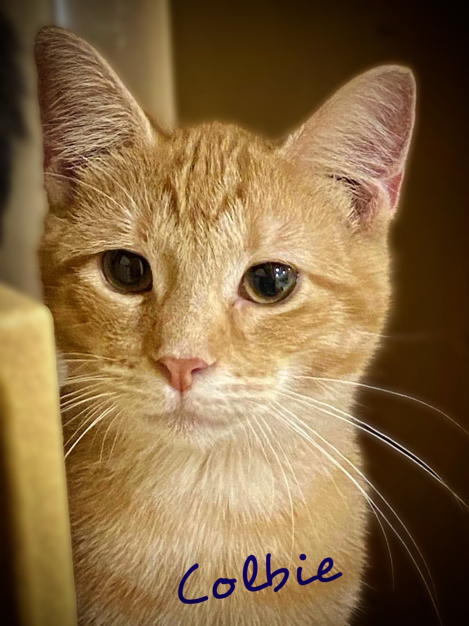 Paws of Hope, Southwest Michigan